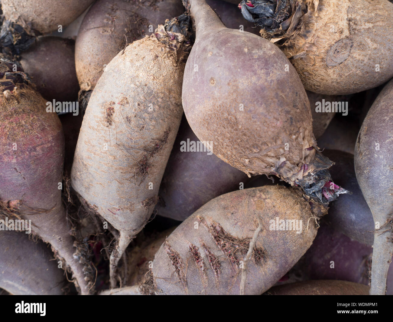 Common root hi-res stock photography and images - Alamy