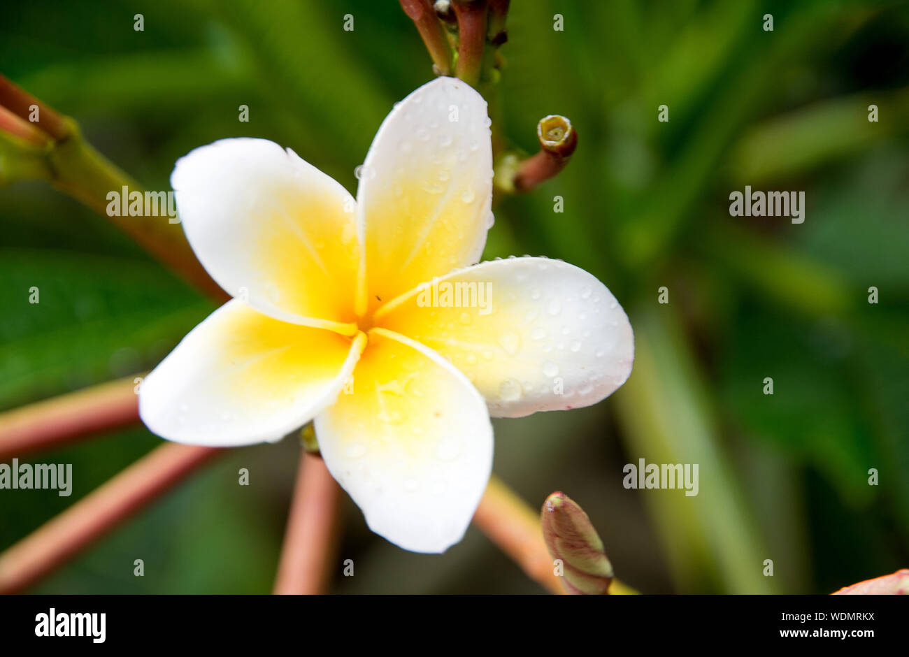Wet white flower hi-res stock photography and images - Alamy