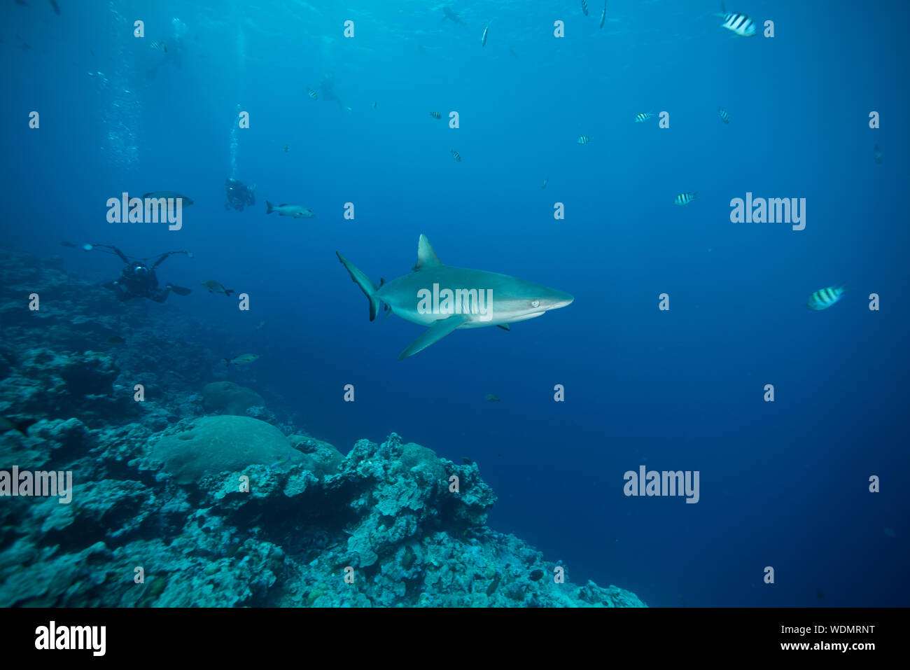 Shark underwater scene hi-res stock photography and images - Alamy