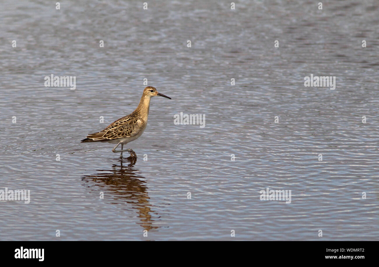Juvenile ruff philomachus pugnax hi-res stock photography and images ...