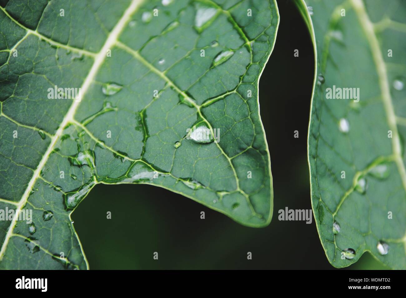 Leaves leaf rain water drop close up hi-res stock photography and ...