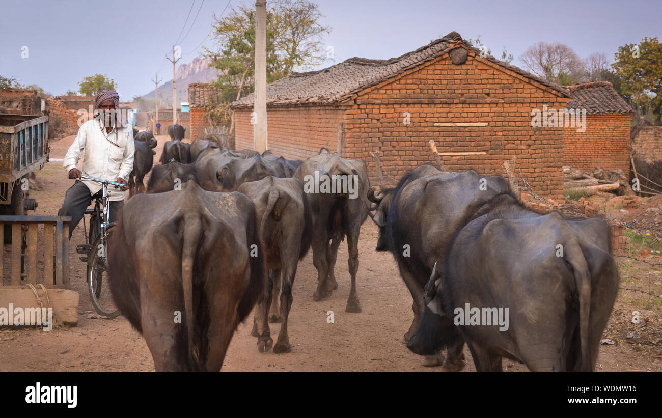Asian water buffalo herd hi-res stock photography and images - Alamy
