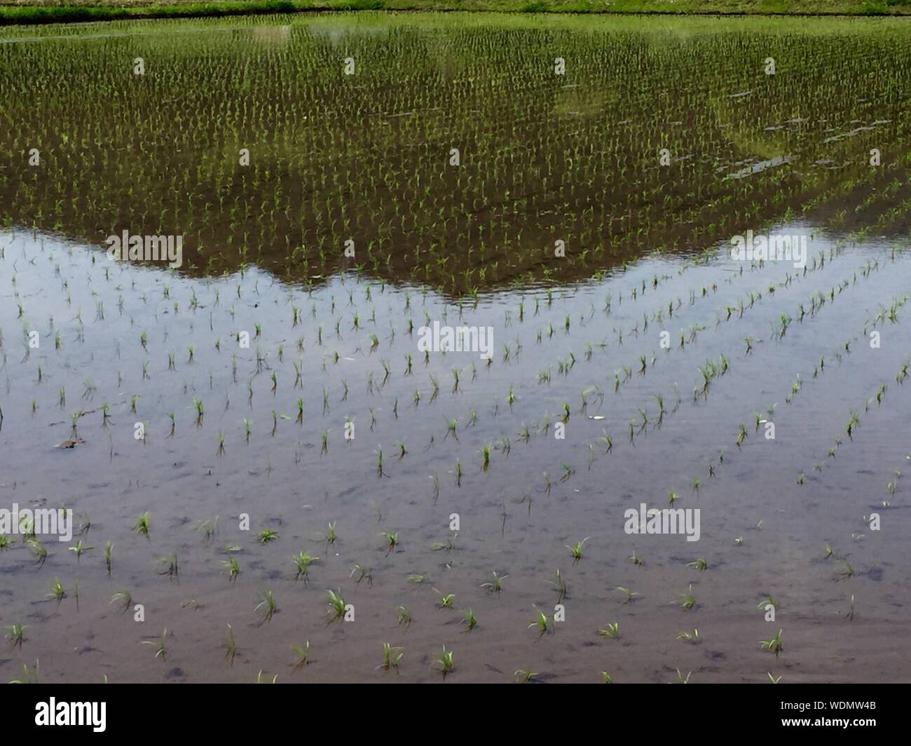 Japan Urban Rice Field High Resolution Stock Photography and Images - Alamy