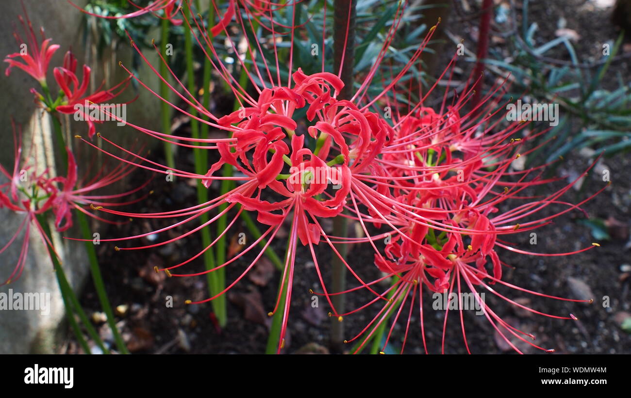 Spider lily field hi-res stock photography and images - Alamy