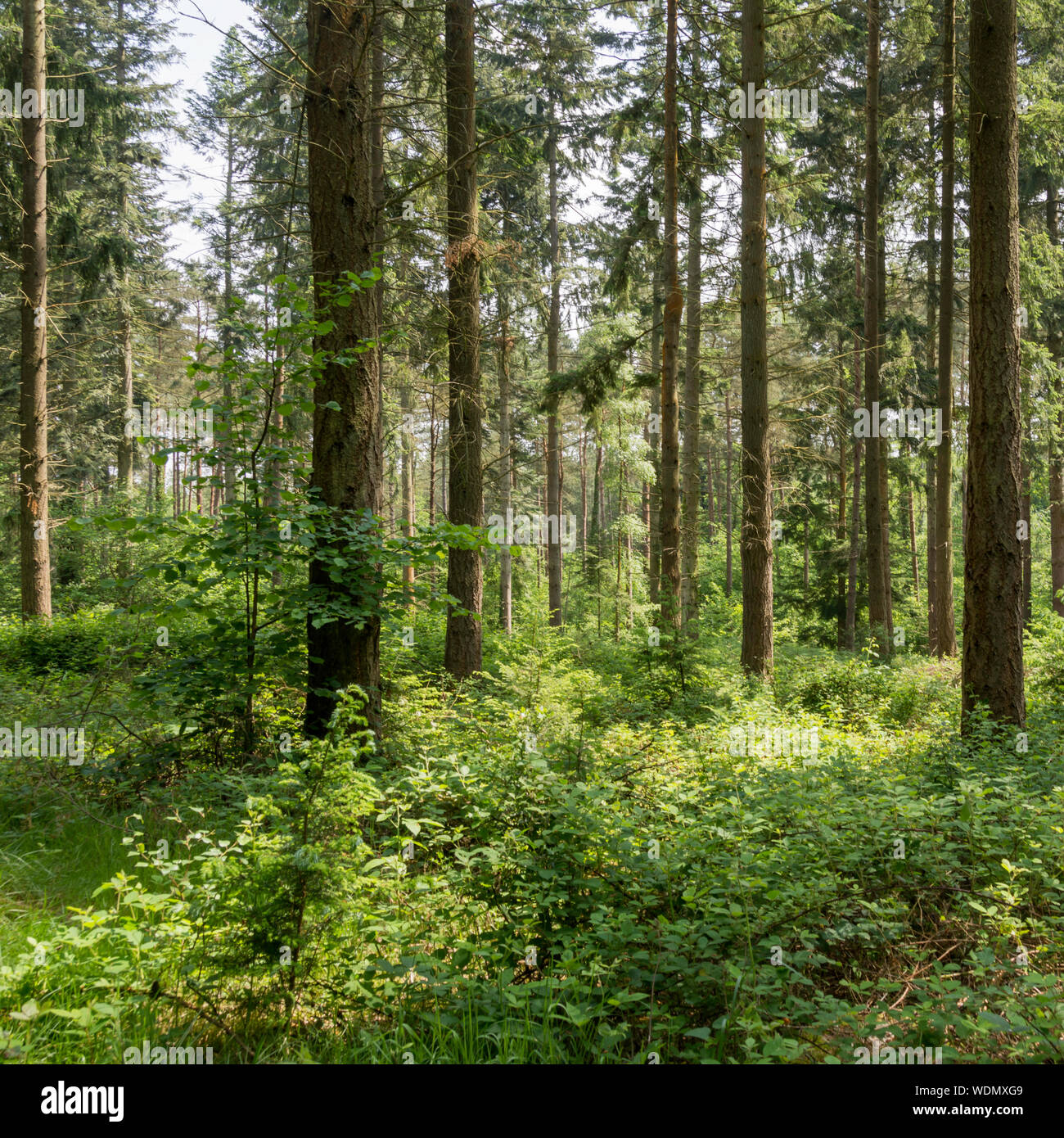 New Forest Hampshire England Stock Photo - Alamy