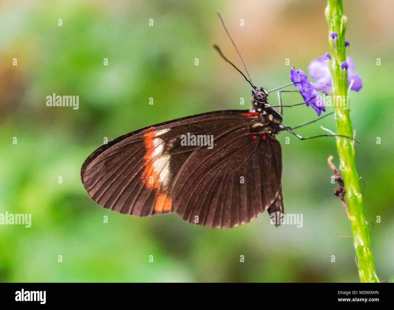 Beautiful common postman butterfly hi-res stock photography and images ...