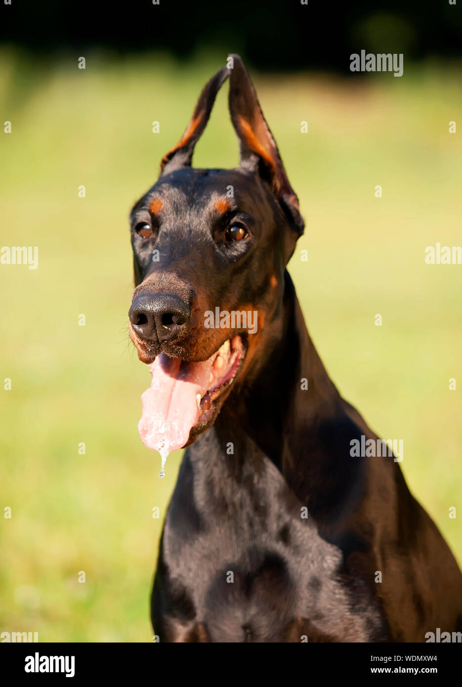 Panting dog hi-res stock photography and images - Alamy
