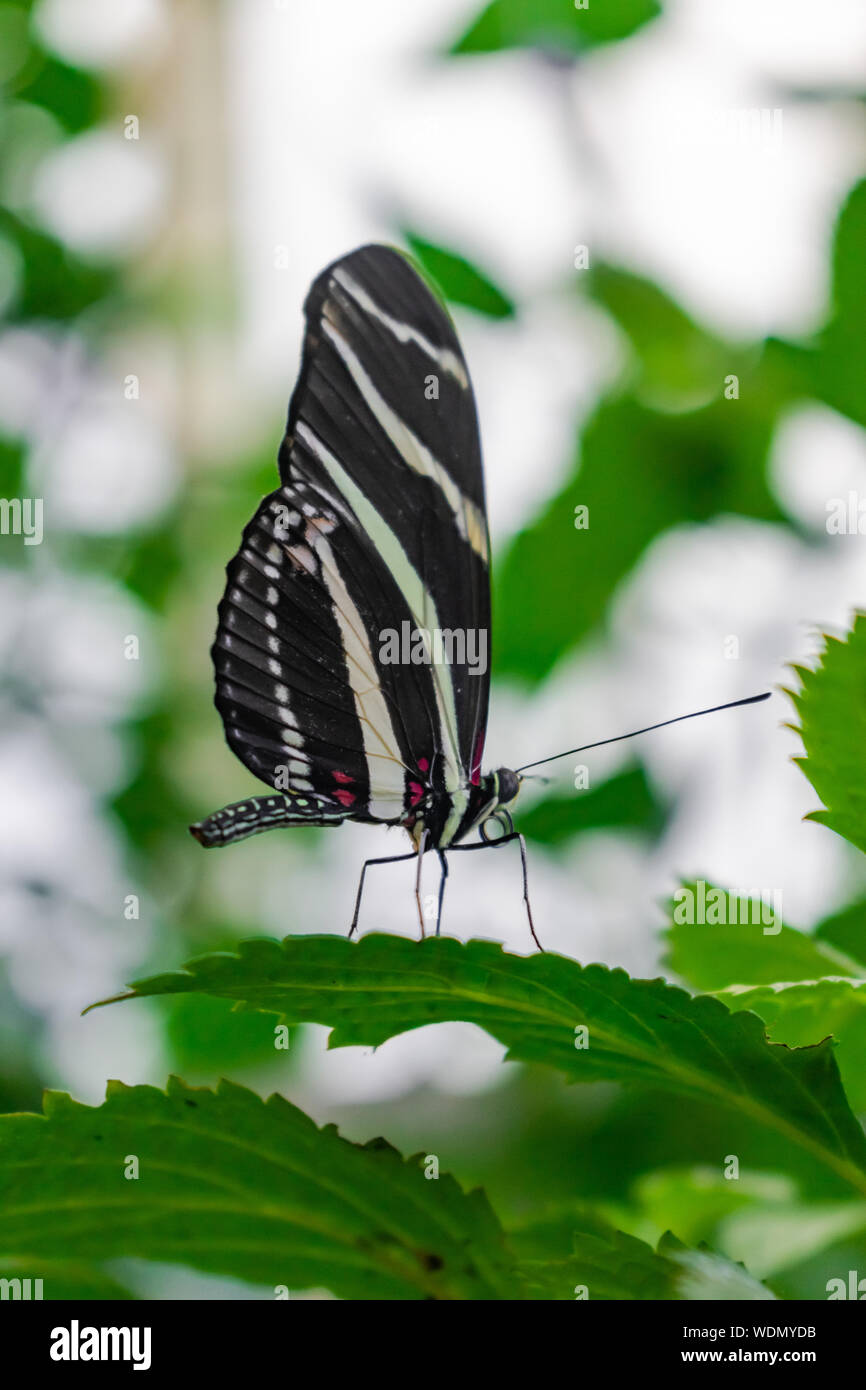 Zebra longwing butterfly (heliconius charithonia), on a green leaf ...