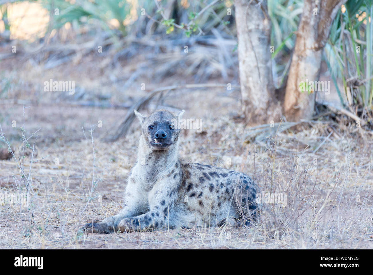 Hyena sitting hi-res stock photography and images - Alamy