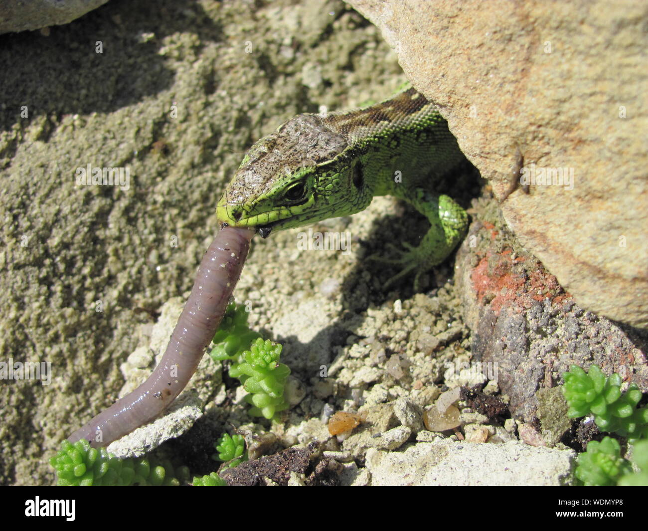 Dead earthworm hi-res stock photography and images - Alamy