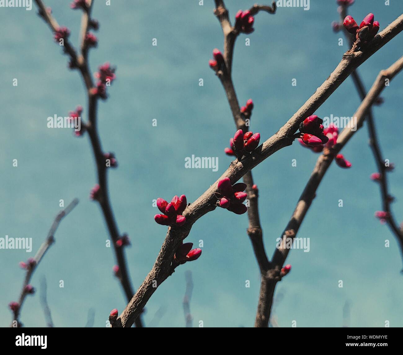Tree branch red flowers hi-res stock photography and images - Alamy