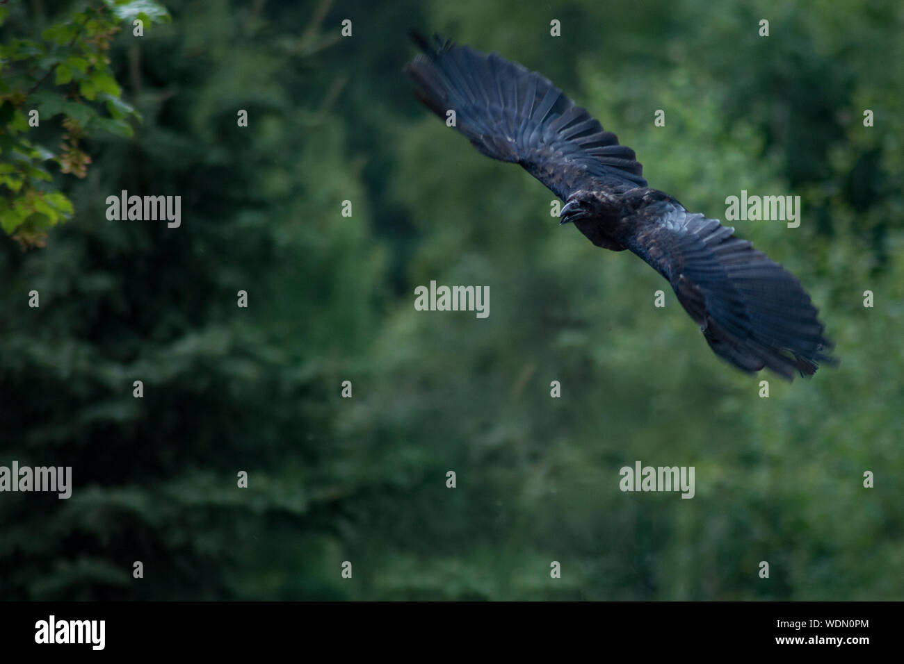 Raven Flying With Wings Spread High Resolution Stock Photography and ...