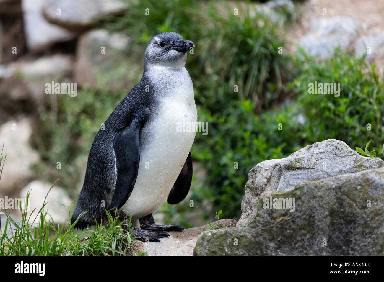 Penguin rock hi-res stock photography and images - Alamy