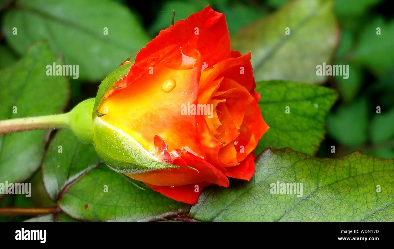 Rose flower and leaves hi-res stock photography and images - Alamy