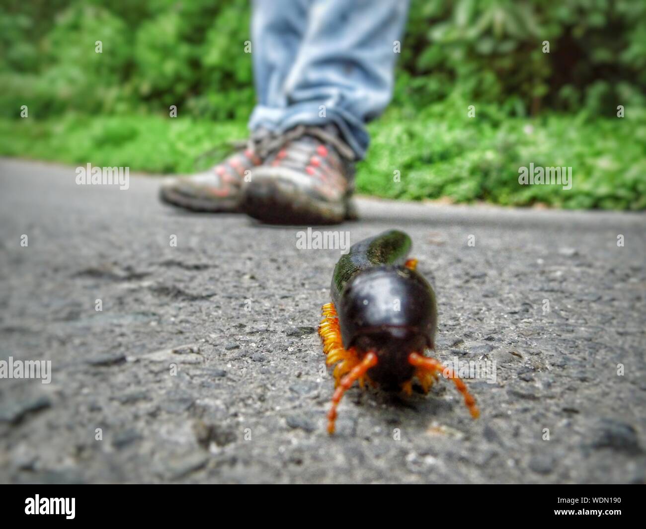Human centipede hi-res stock photography and images - Alamy