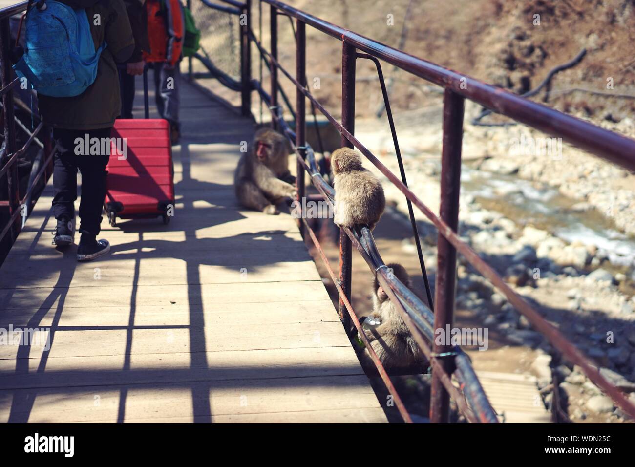 Monkey on bridge hi-res stock photography and images - Alamy