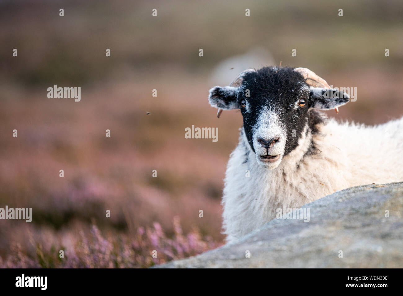 A male sheep staring at the camera. Shot at the Peak District National ...