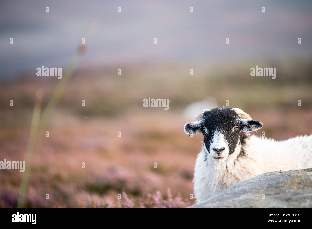 A male sheep staring at the camera. Shot at the Peak District National ...