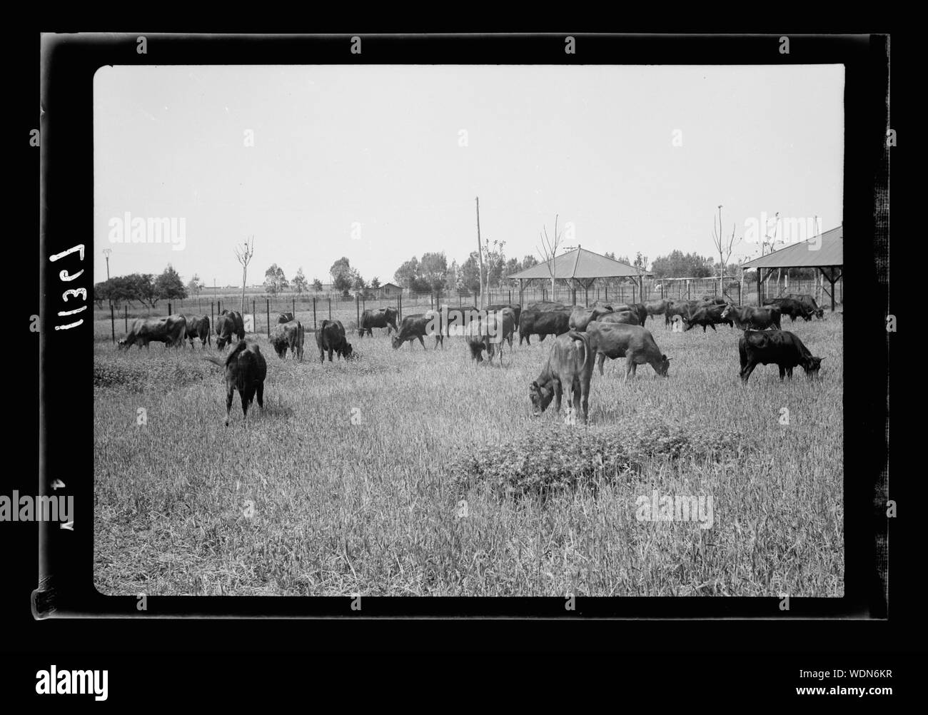 Government Stud Farm, Acre. Herd of cows on the grazing field Abstract ...