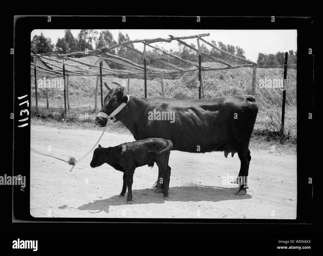 Government Stud Farm, Acre. A Kerry cow & calf Abstract/medium: G. Eric ...