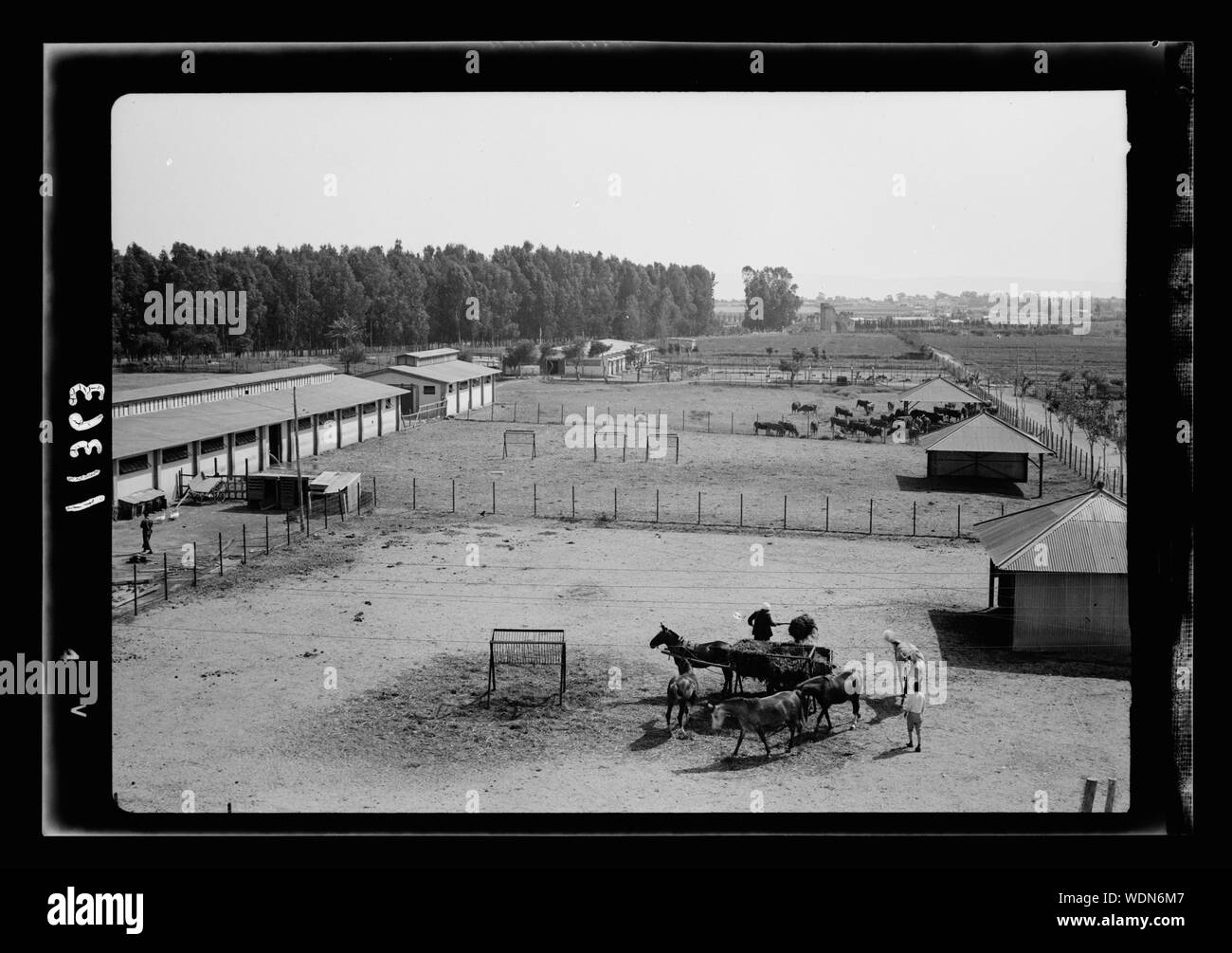 Government Stud Farm, Acre. The cow yards Abstract/medium: G. Eric and ...