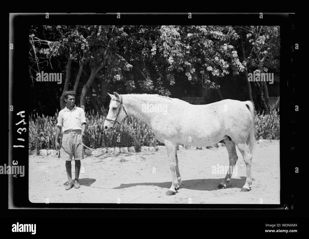 Government Stud Farm, Acre. One of the purebred Arab mares Abstract ...