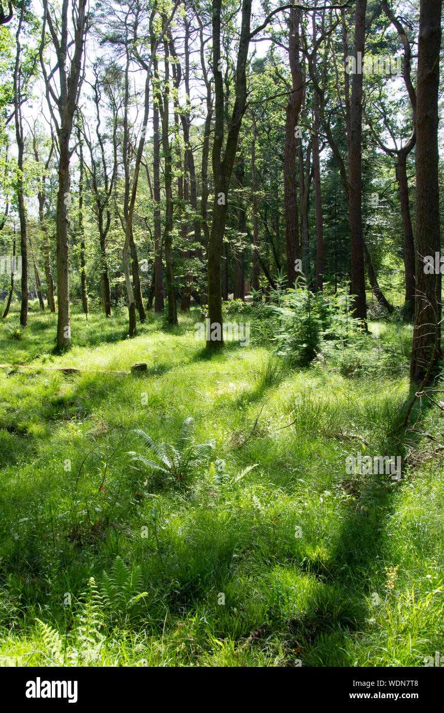 New Forest Hampshire England Stock Photo - Alamy