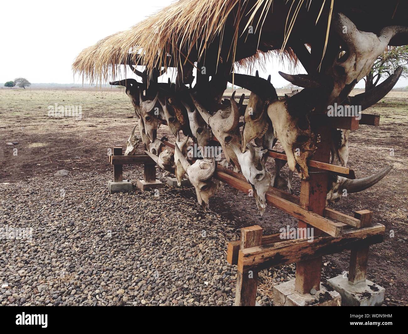 Skulls field hi-res stock photography and images - Alamy