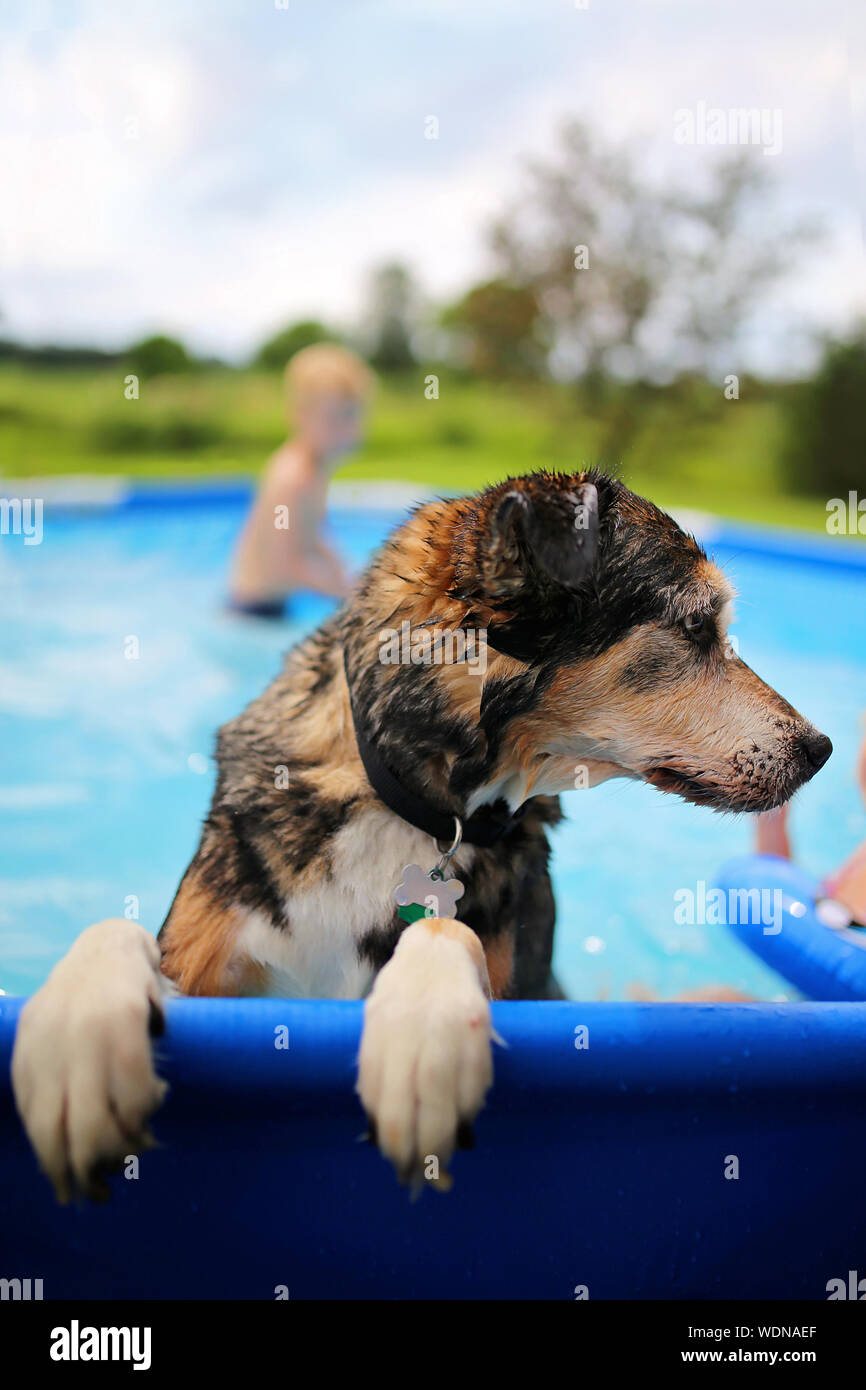 Do German Shepherds Like To Swim