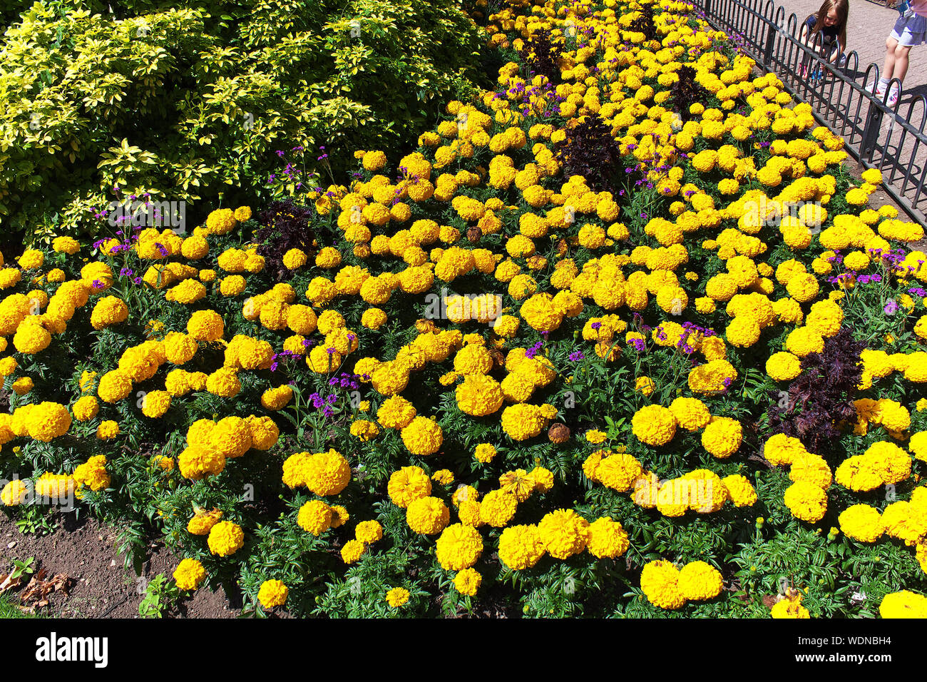 Cardiff Garden High Resolution Stock Photography and Images - Alamy