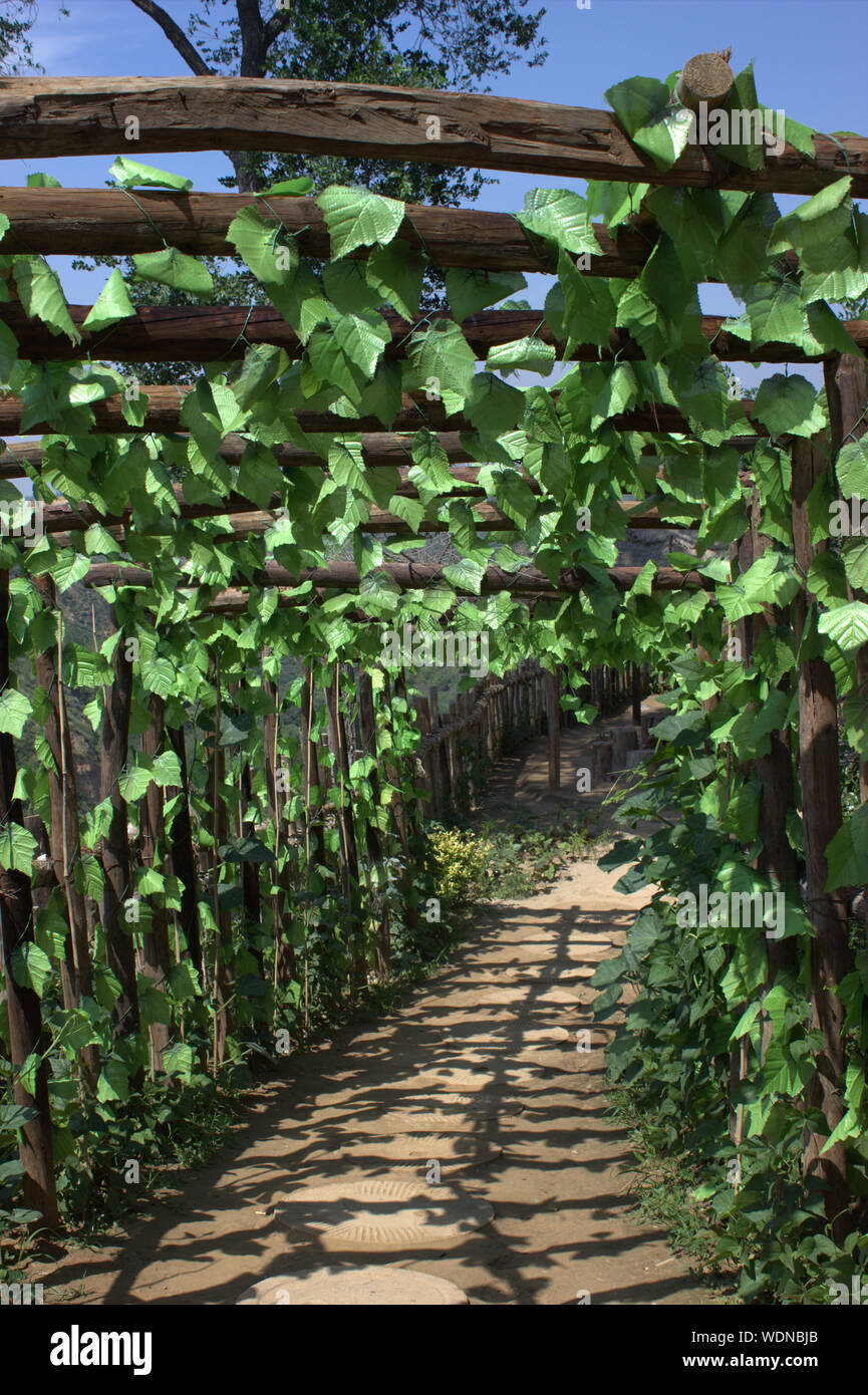 Field vines hi-res stock photography and images - Alamy