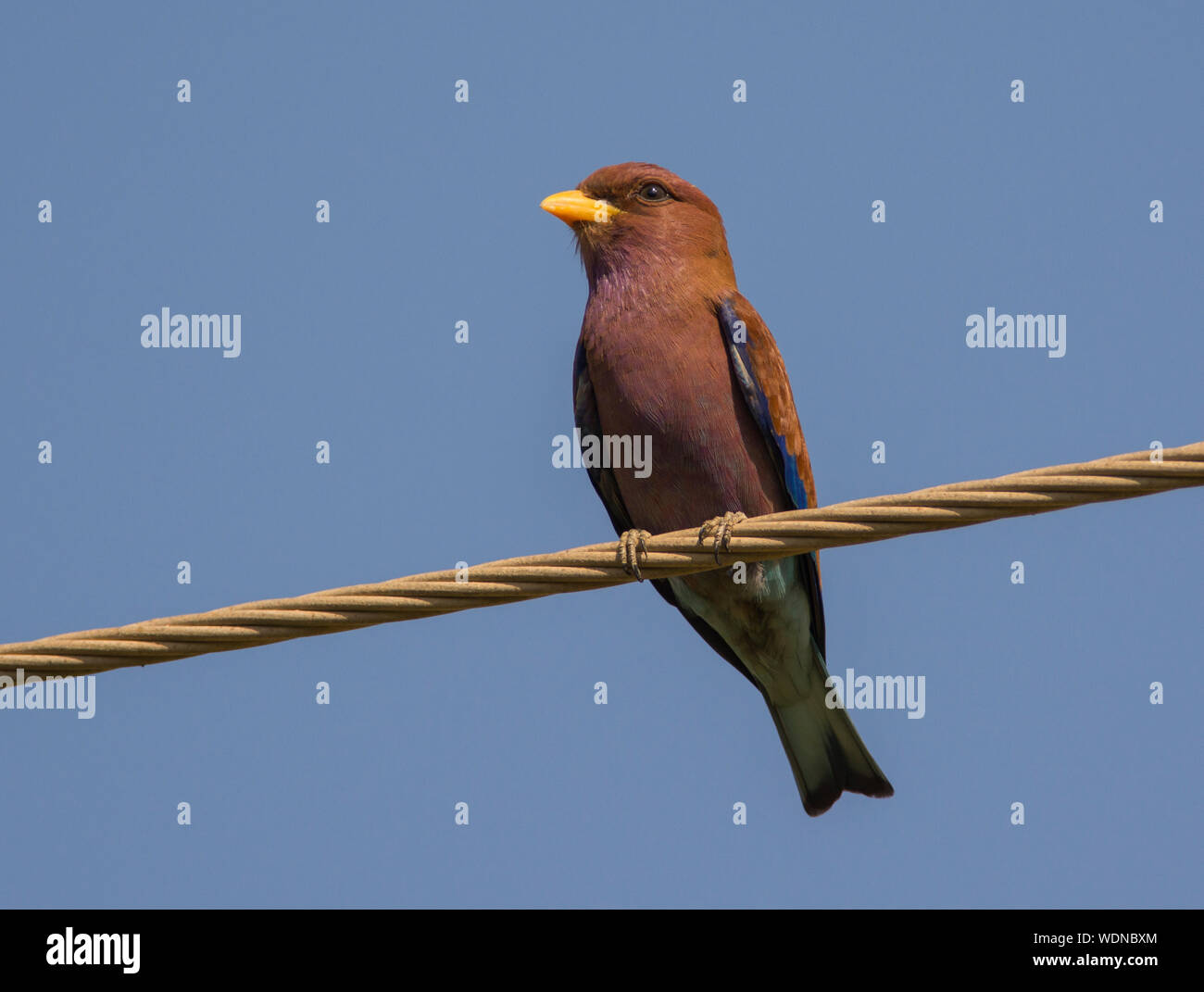 Broad-billed Roller (Eurystomus glaucurus) sat on overhead wires in The ...