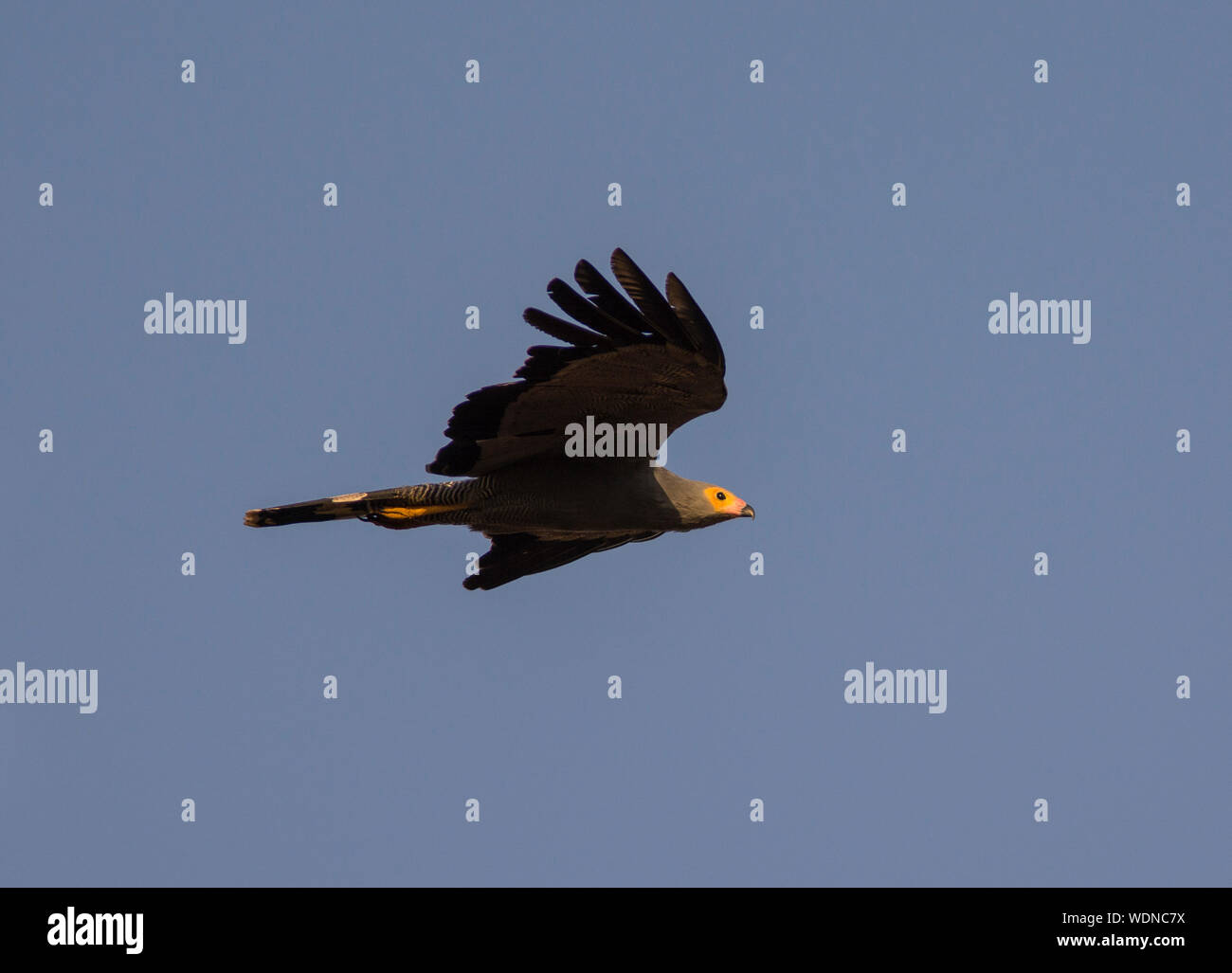 Flying african harrier hawk polyboroides typus hi-res stock photography ...