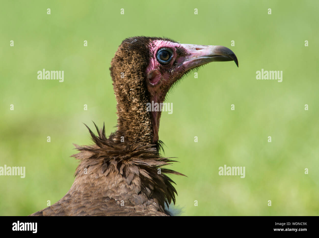 Close up photo of the head of a hooded vulture hi-res stock photography ...