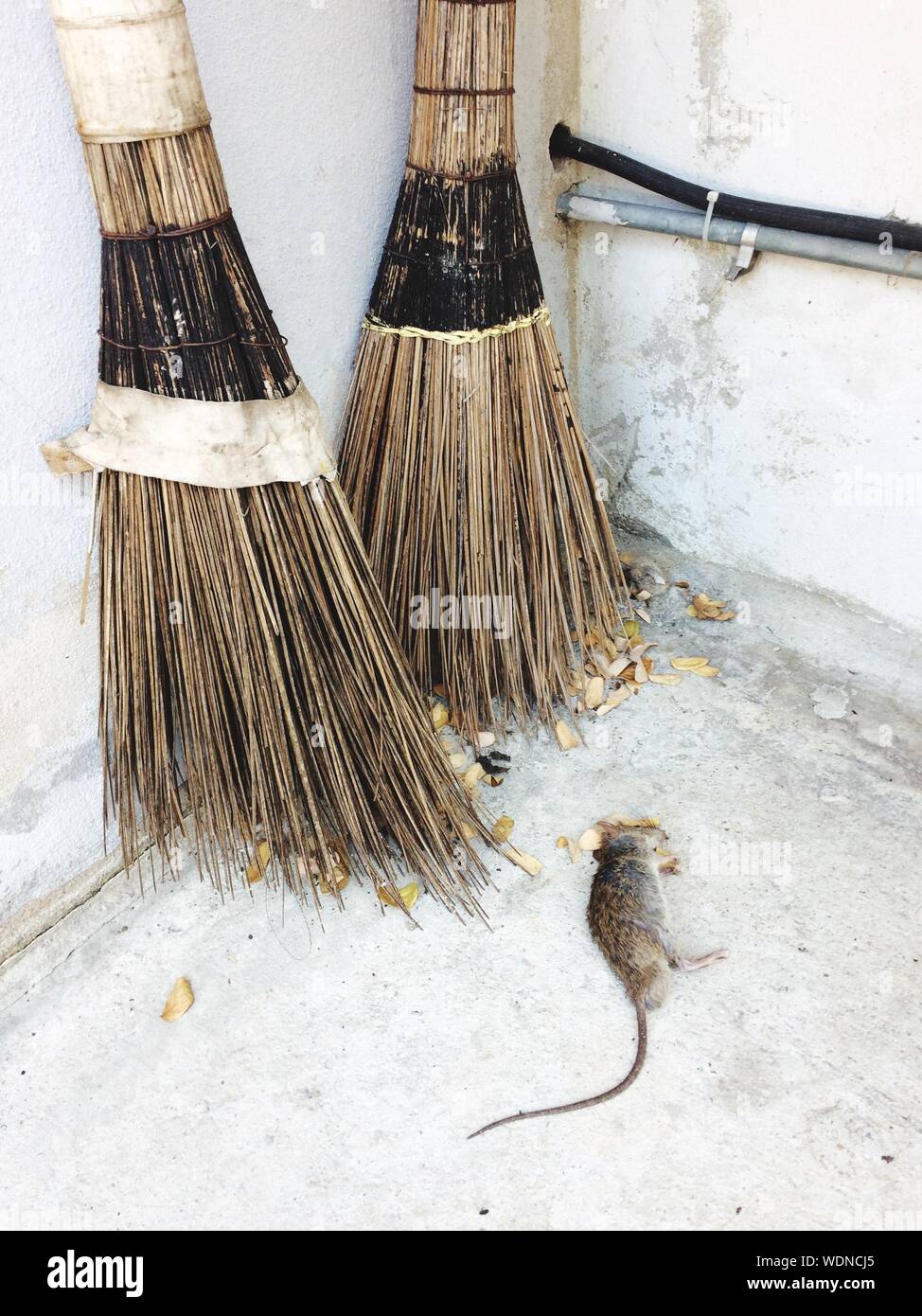 Dead rat indoors hi-res stock photography and images - Alamy