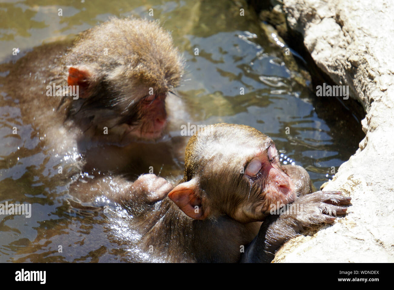 Wet monkeys hi-res stock photography and images - Alamy