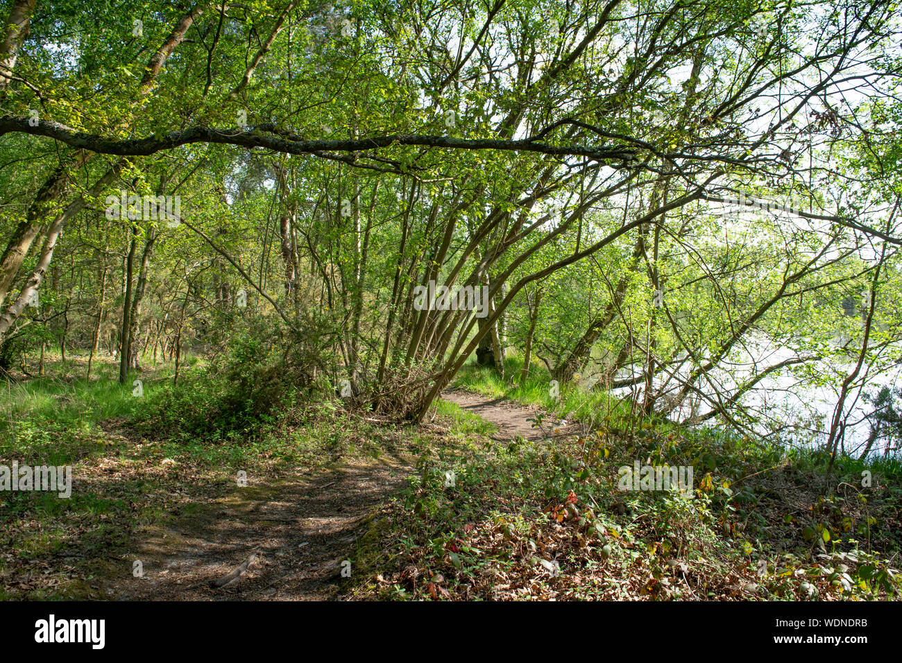 Hampshire woodland england Stock Photo - Alamy