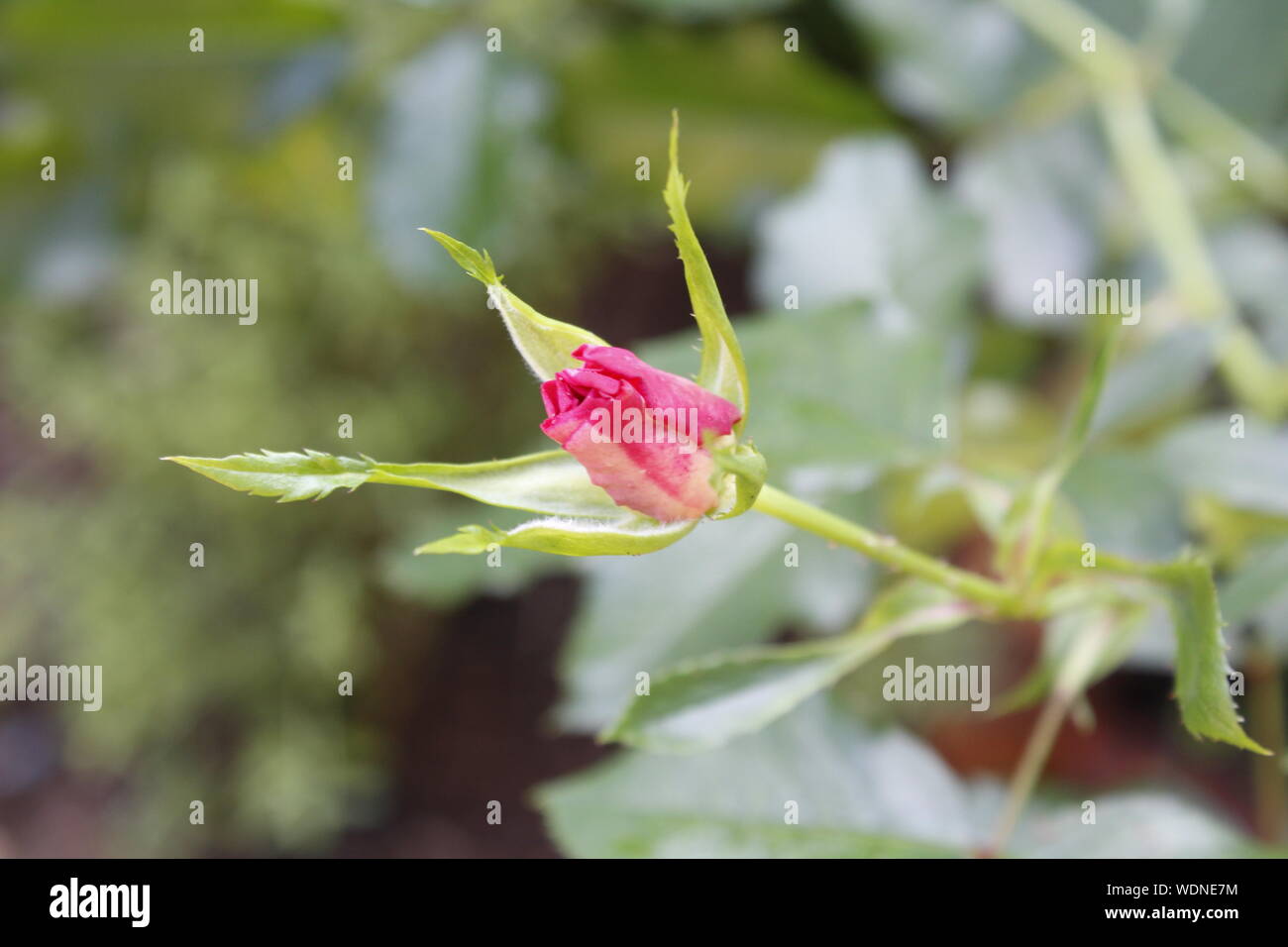 Green flower stem hi-res stock photography and images - Alamy