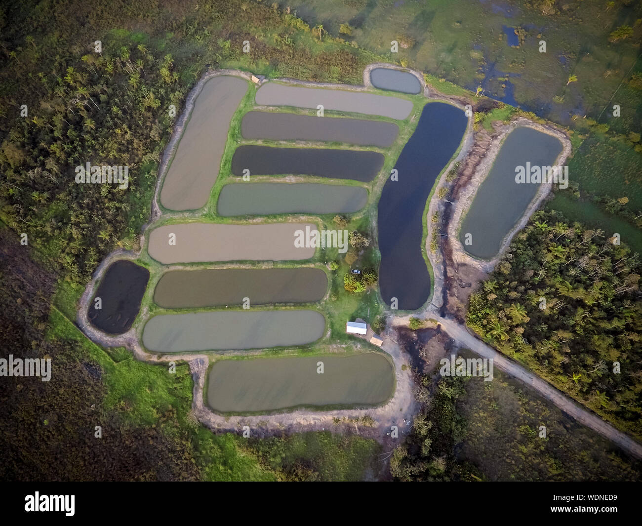 Tambaqui and Pacu (Serrasalmus) Fish ponds in Yapacani, Bolivia Stock ...