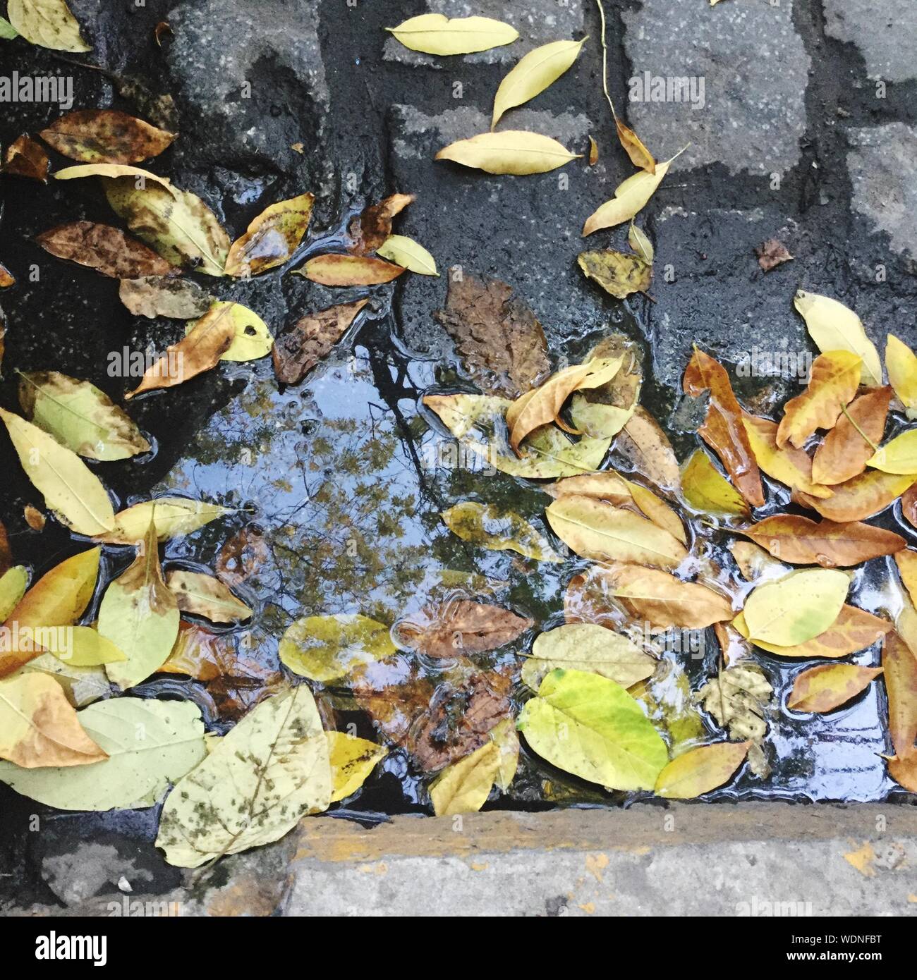 Puddle leaves hi-res stock photography and images - Alamy