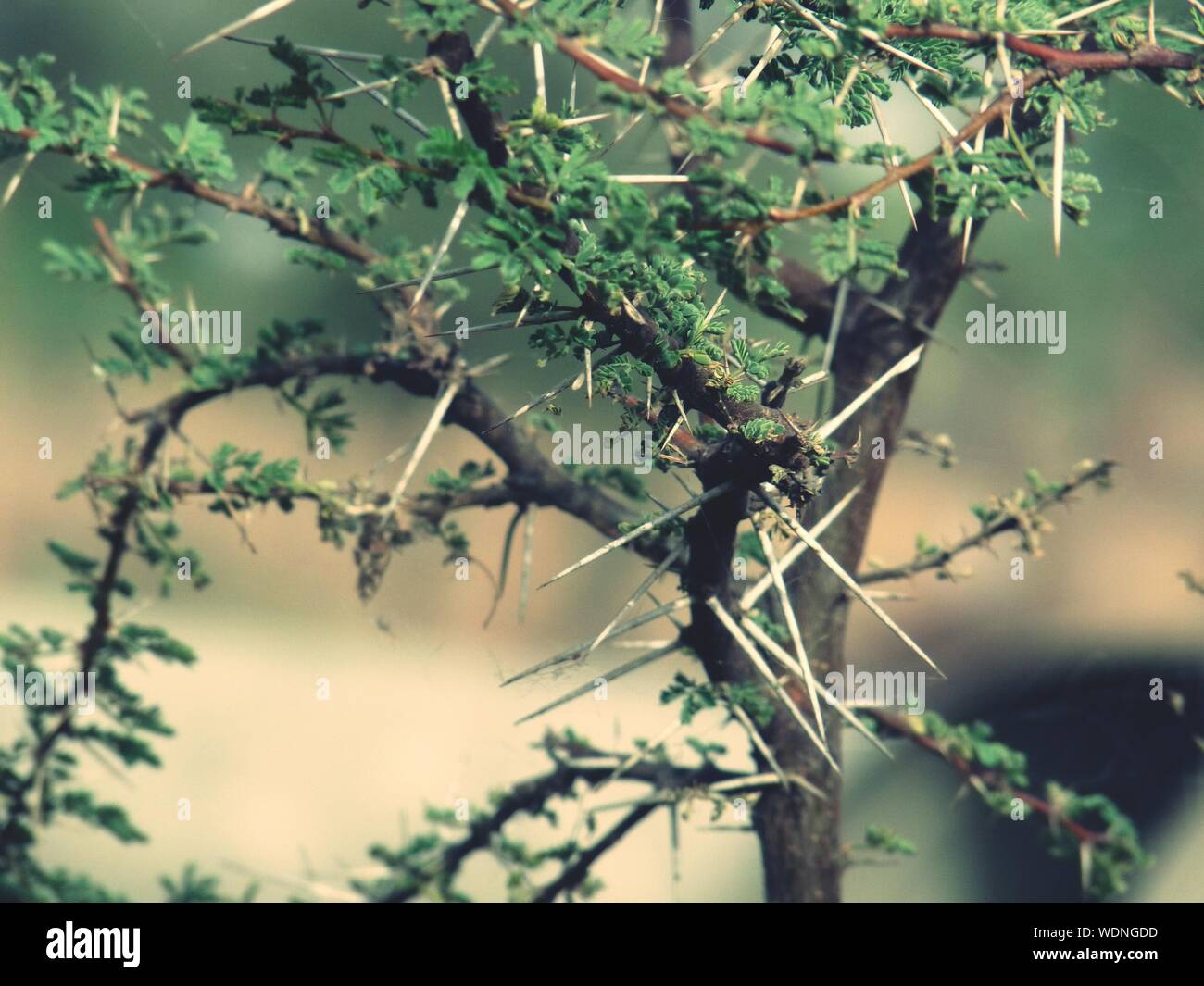 Thorn bush hi-res stock photography and images - Alamy