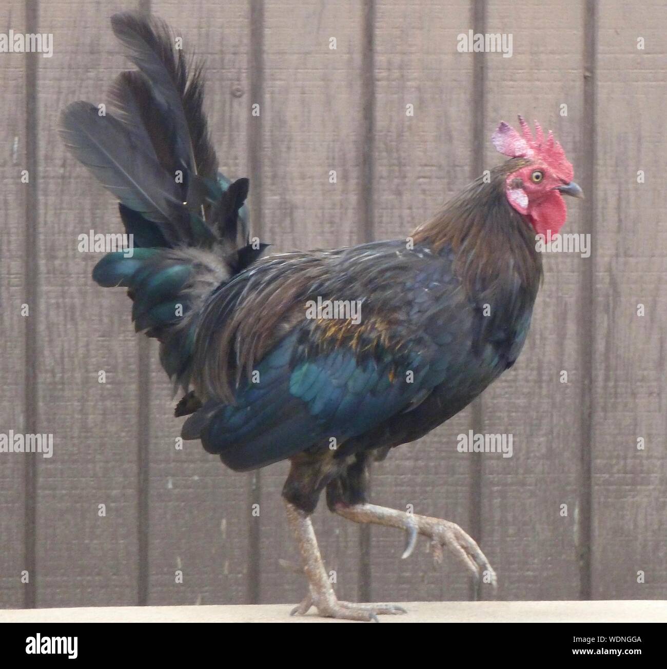 Peacock rooster hi-res stock photography and images - Alamy