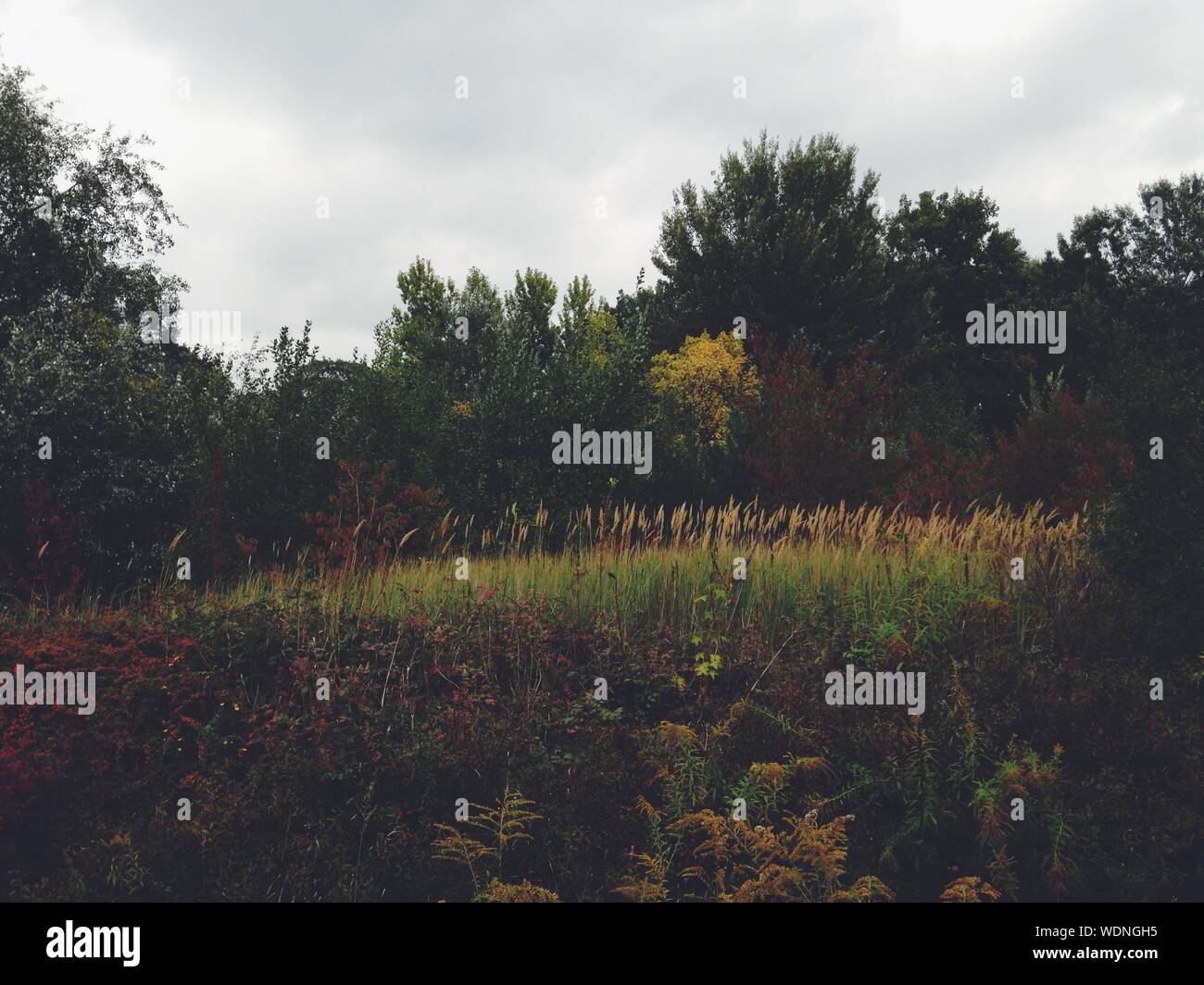 Overgrown forest hi-res stock photography and images - Alamy