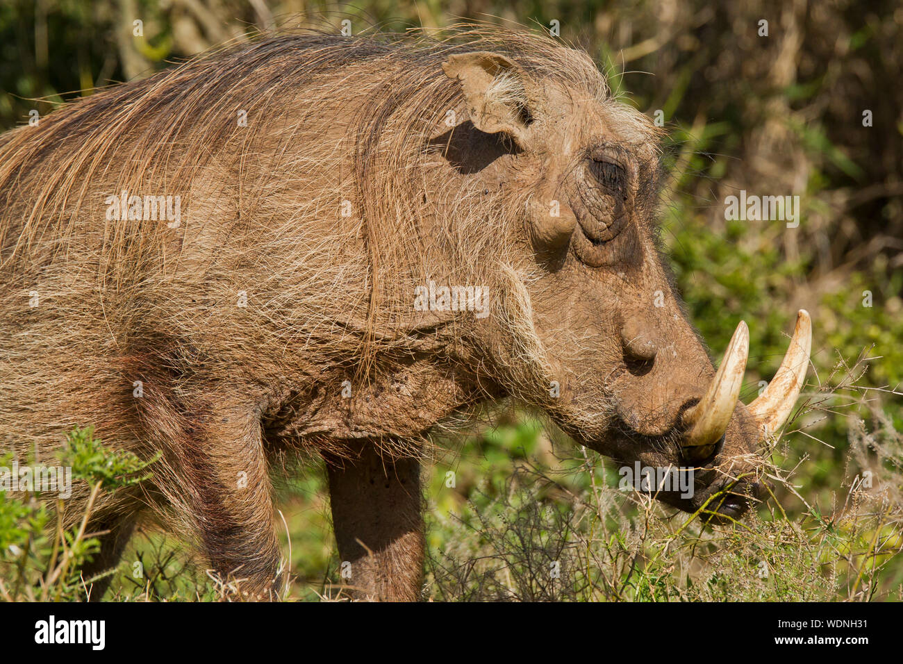 Warthog close up hi-res stock photography and images - Alamy