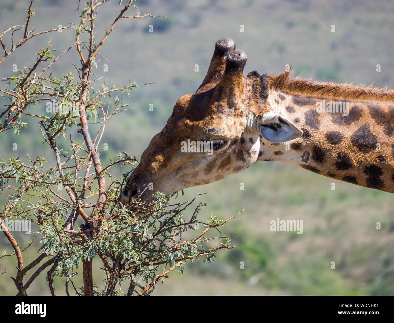 Giraffe eating tree hi-res stock photography and images - Alamy