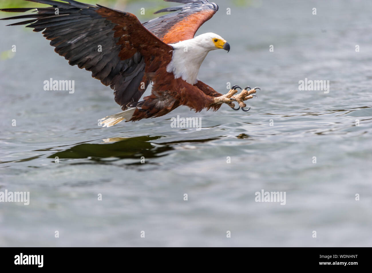 Bald Eagle Flying Over Water High Resolution Stock Photography and ...