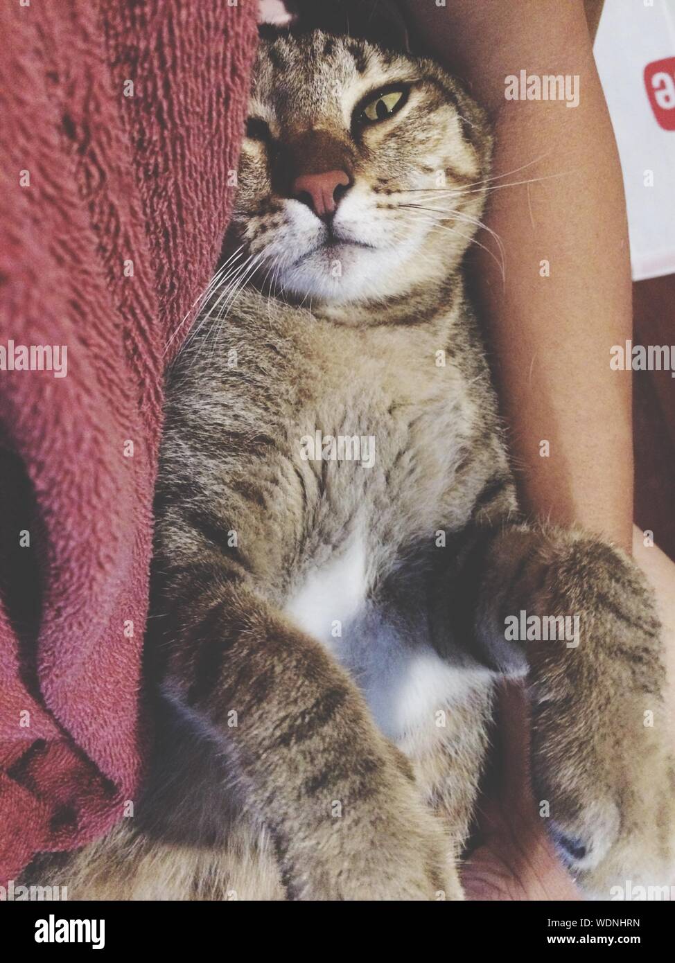 Maroon cat hi-res stock photography and images - Alamy