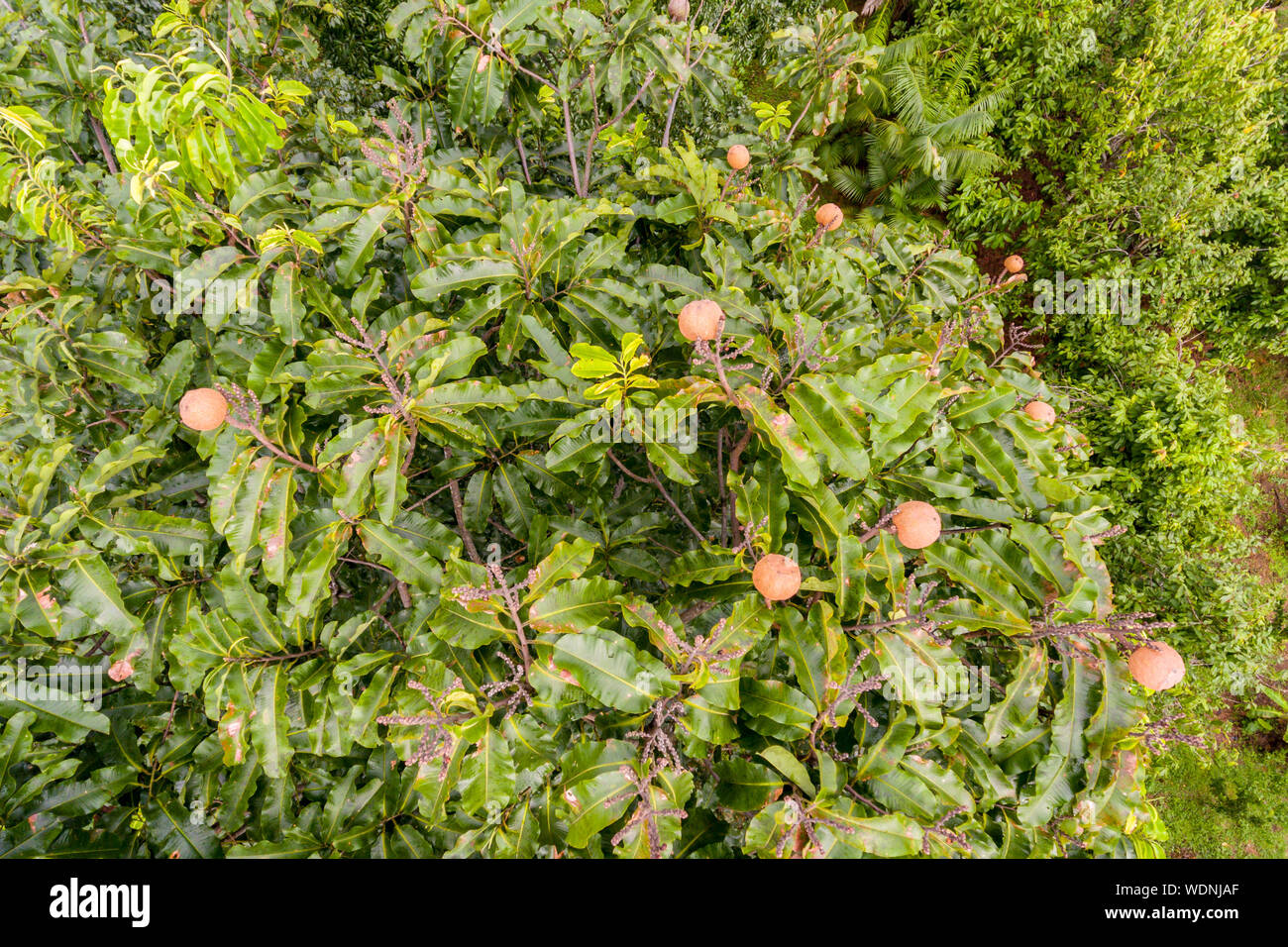 Coco plantation brazil hi-res stock photography and images - Alamy