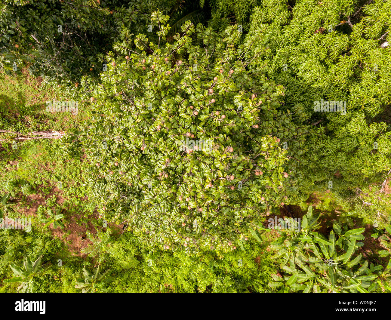 Coco plantation brazil hi-res stock photography and images - Alamy