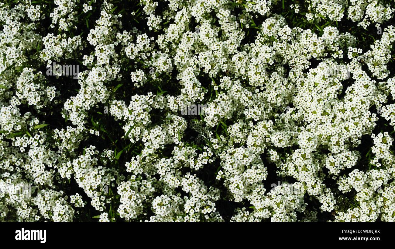 Botanic frame hi-res stock photography and images - Alamy